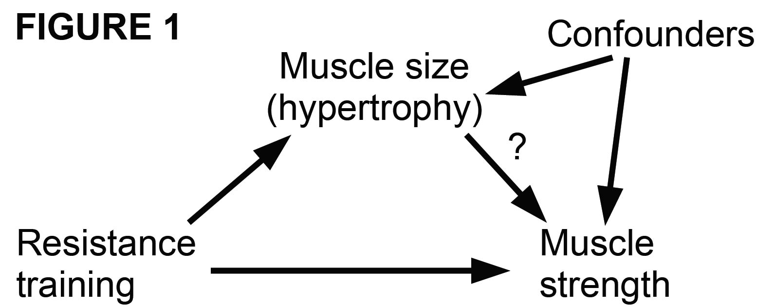The debate on muscle hypertrophy - Motor Impairment